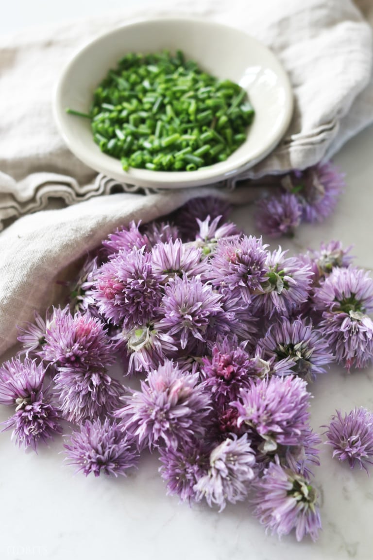 Make Your Own Chive Blossom Vinegar - Tidbits