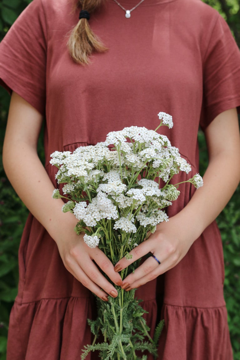 The Many Benefits of Yarrow Plant - Tidbits