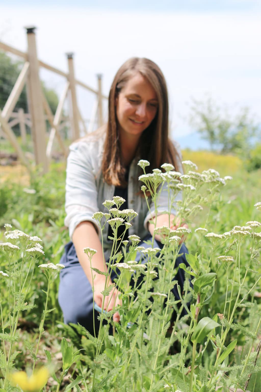 The Many Benefits of Yarrow Plant - Tidbits