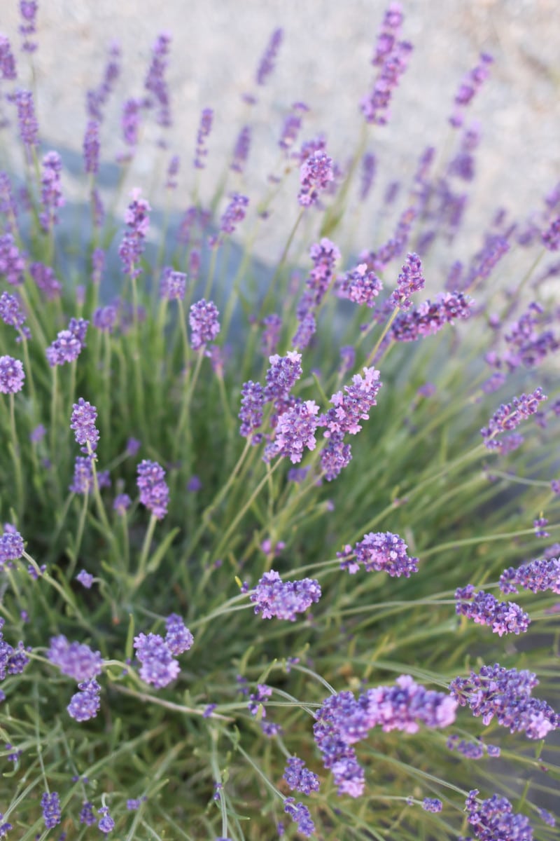 The Many Benefits of Lavender for Good Health - Tidbits