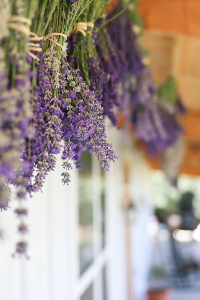 The Many Benefits of Lavender for Good Health - Tidbits