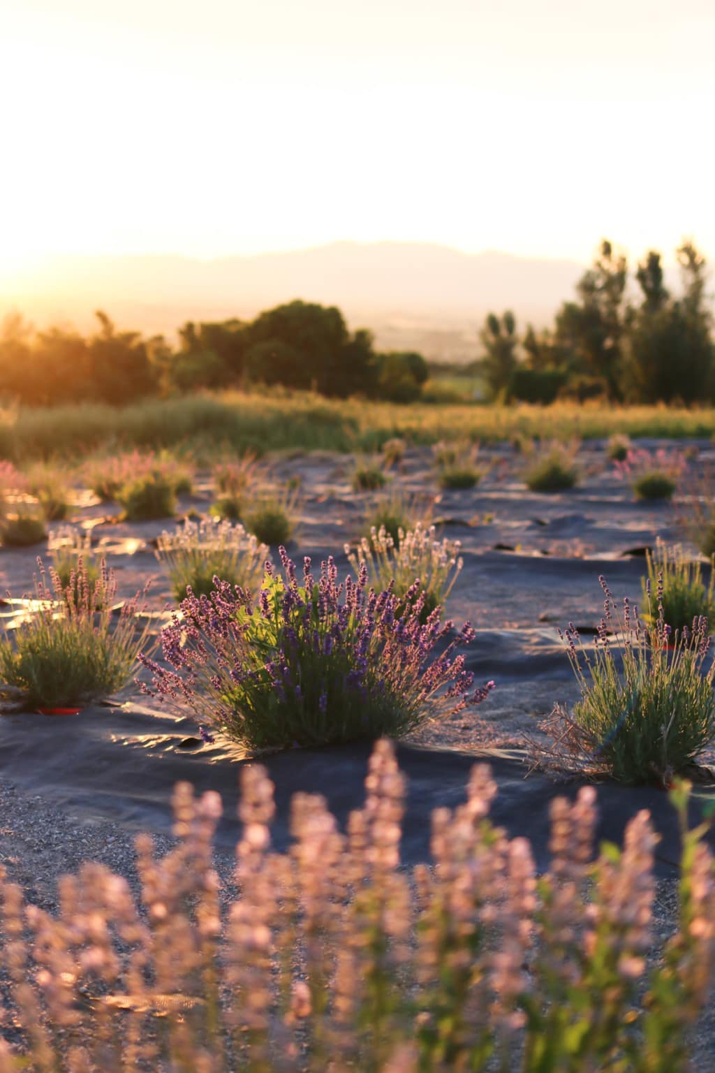 The Many Benefits of Lavender for Good Health - Tidbits