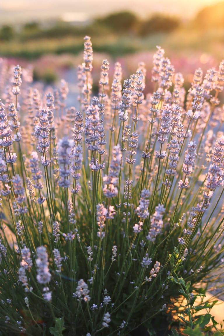The Many Benefits of Lavender for Good Health - Tidbits